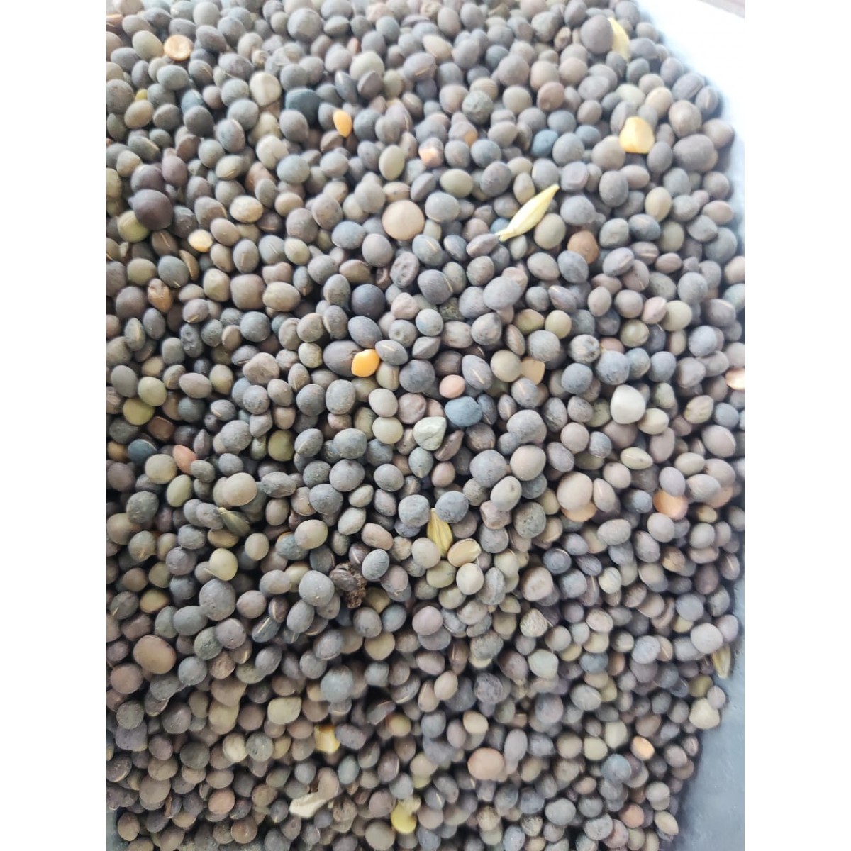 Premium Black Vetch Seeds Bird Food Mix (Masoor Dal) – High-Protein ...