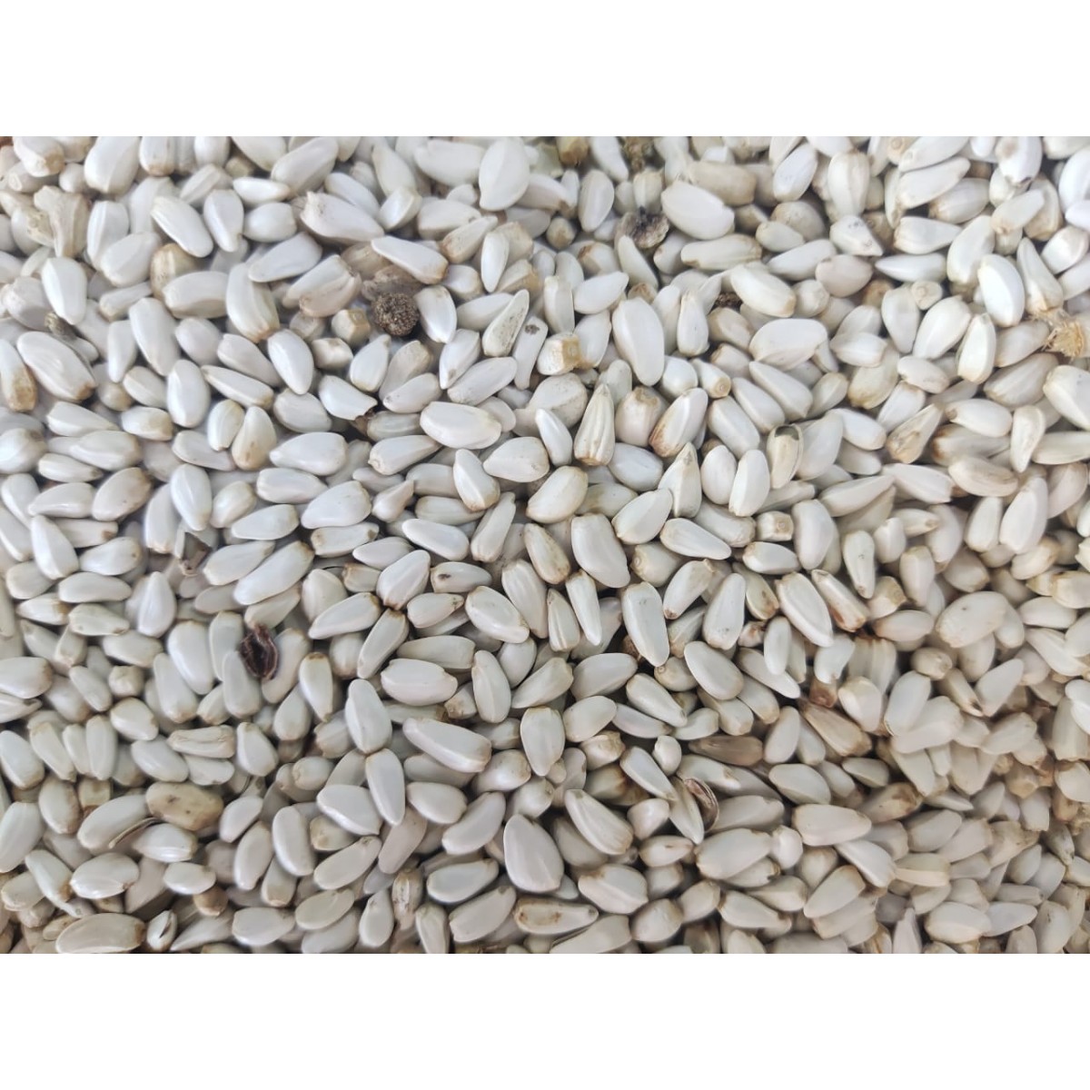 Premium Safflower Seeds (Cardi/Cardisaat) Bird Food – High Protein 27.5 ...