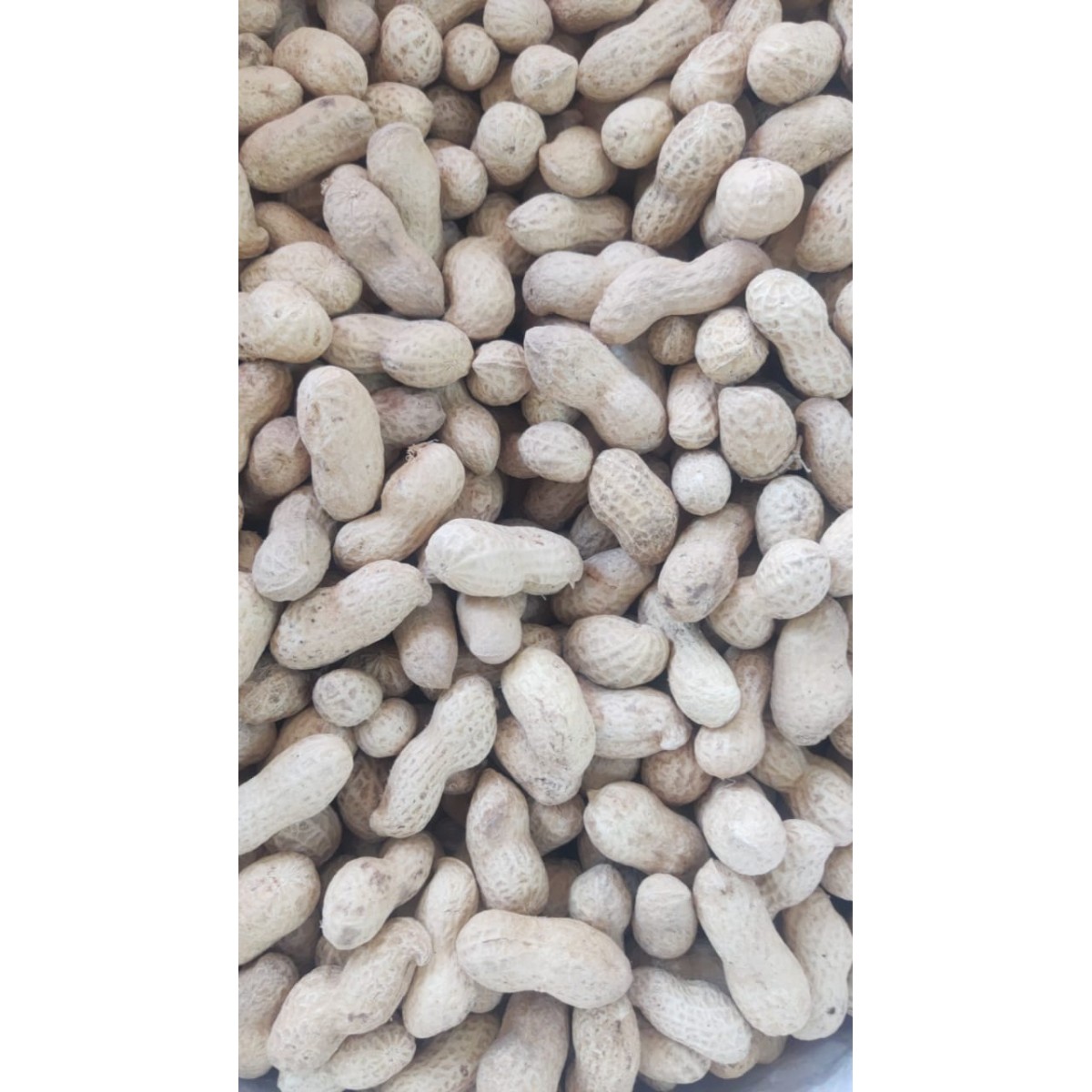 Plain Unsalted Peanuts for Birds & Small Animals – 5kg Bag | Raw ...